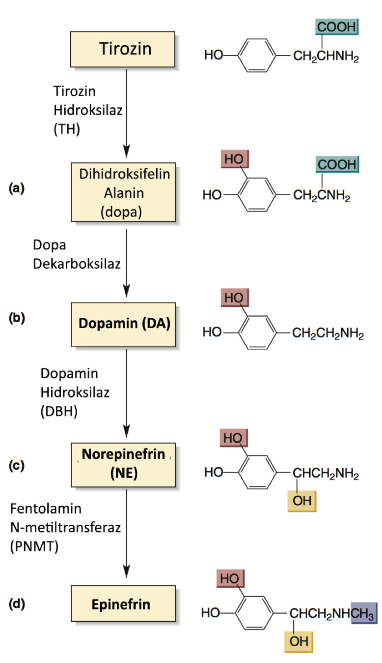 SinirBilim 4.BÖLÜM – Sinaptik İletim & Nörotransmiterler - Düşünen Makine